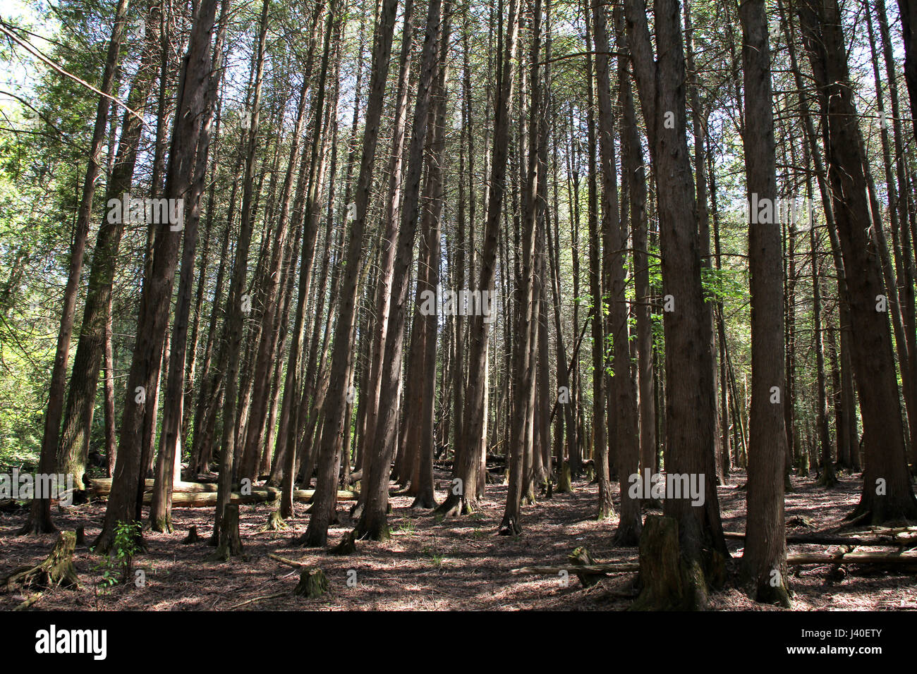 Dense Canadian forest with sunlight peaking through Stock Photo - Alamy