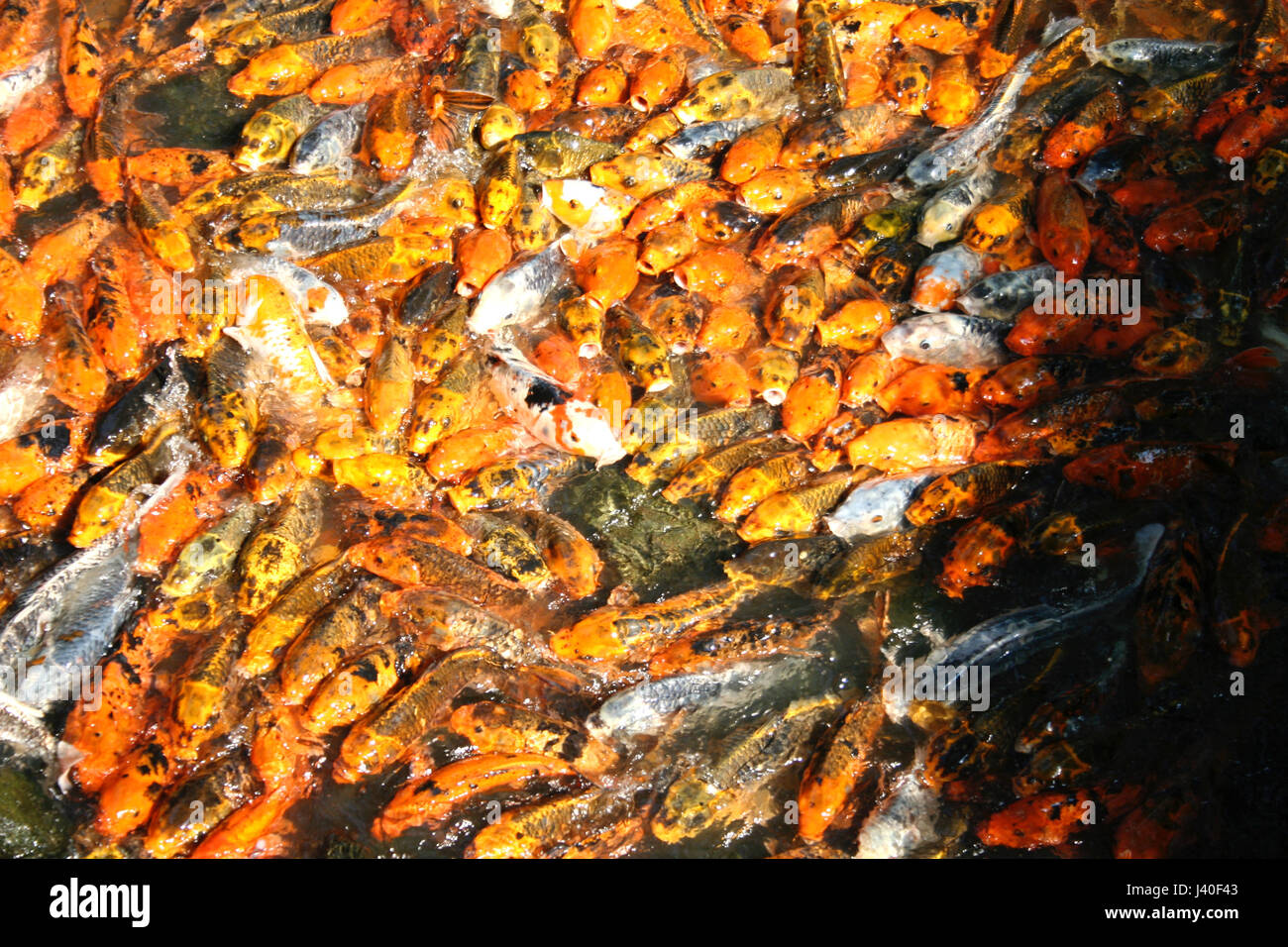 Mass of swimming koi and goldfish Stock Photo - Alamy