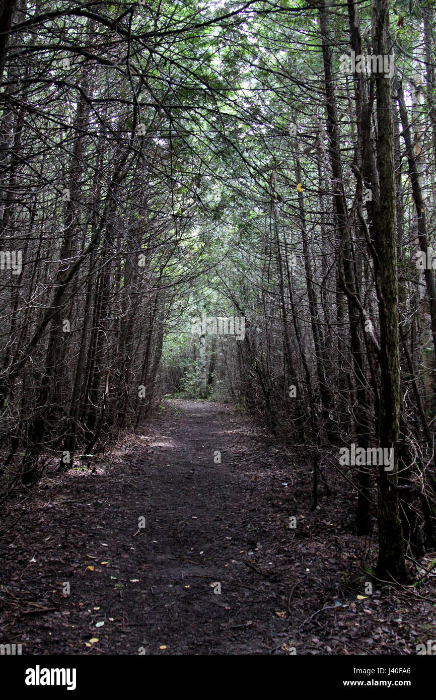 Natural hallway down forest path Stock Photo - Alamy