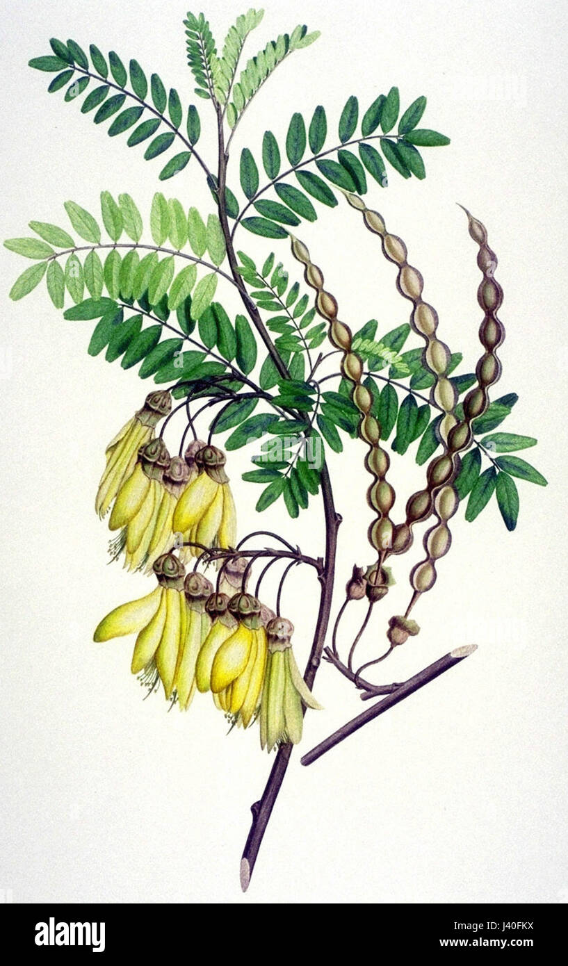 This is a drawing of the Kowhai, a flowering plant native to New ...