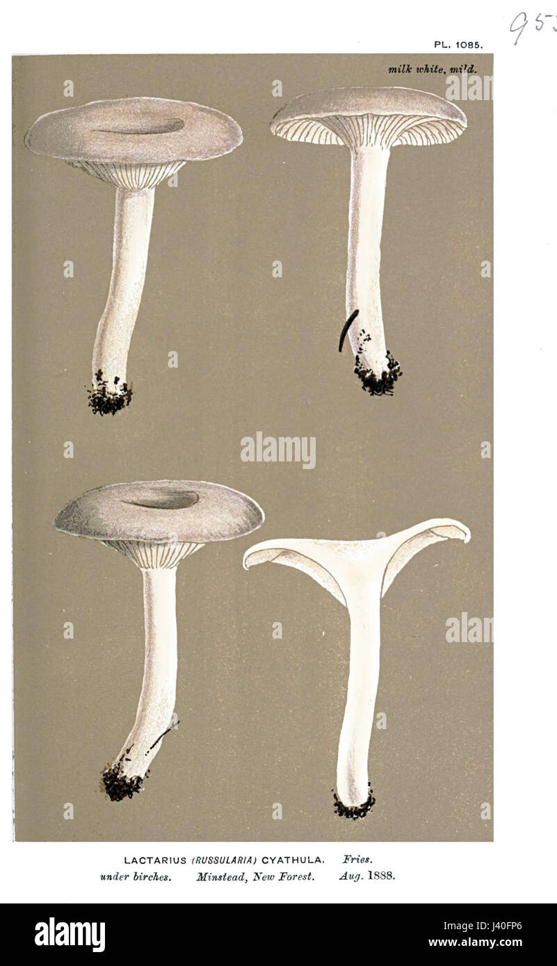 Lacatrius cyathula Cooke Stock Photo - Alamy