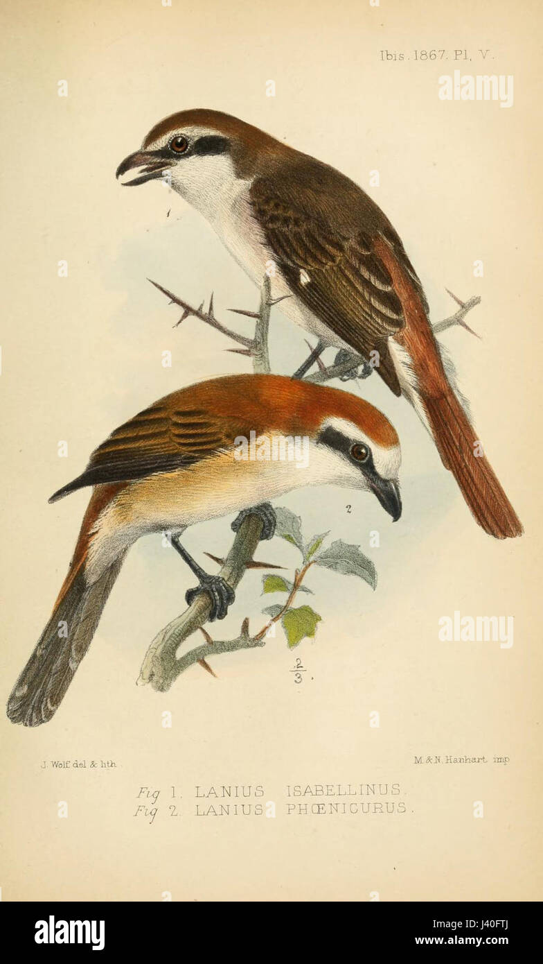 A species of bird known as Lanius, commonly referred to as the Shrike ...