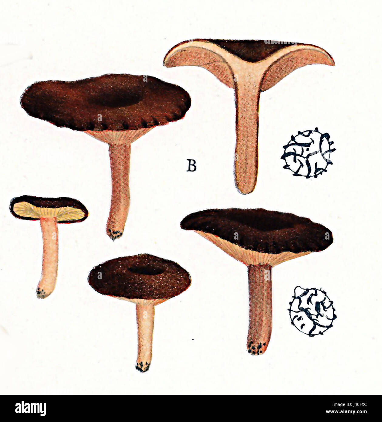 Lactarius subumbonatus is a species of mushroom within the Lactarius ...