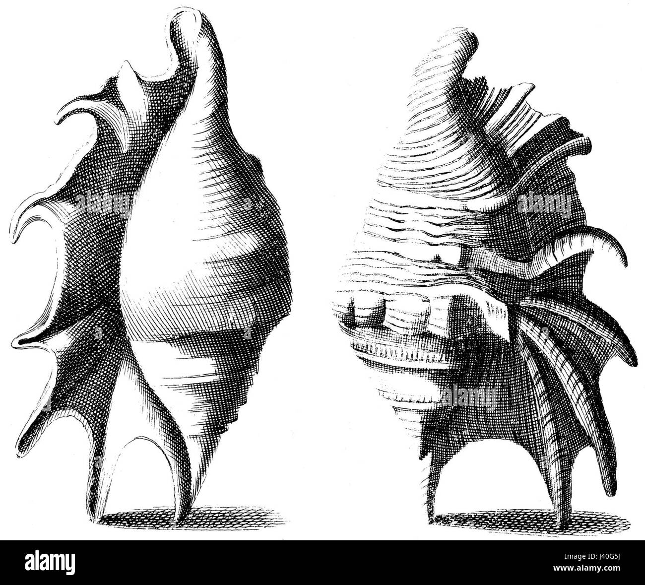 Lambis lambis 002 Stock Photo - Alamy