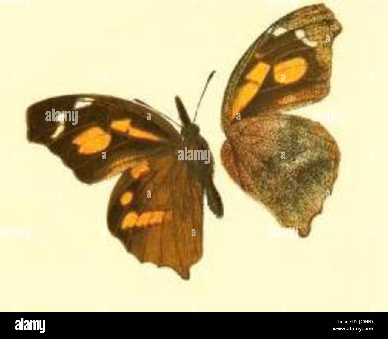 Distinctive snout hi-res stock photography and images - Alamy