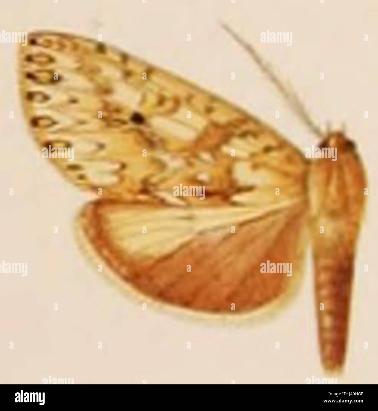 Leucanopsis subterranea is a species of moth known for its larvae that ...