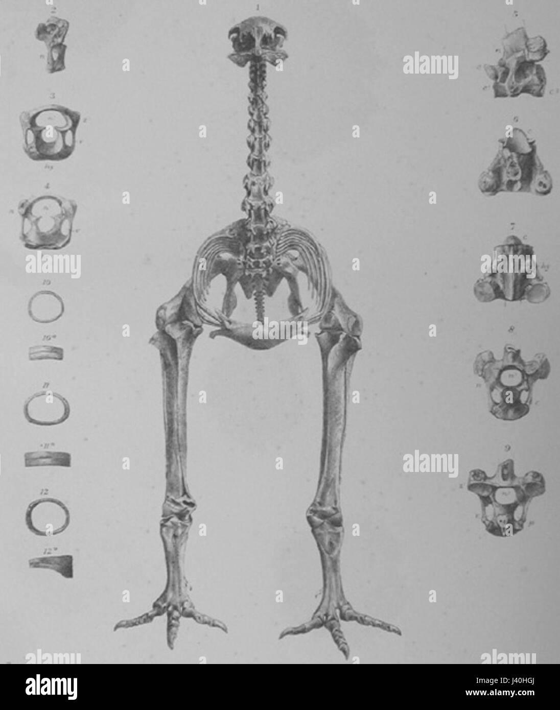 The Little Bush Moa is an extinct species of flightless bird from New ...