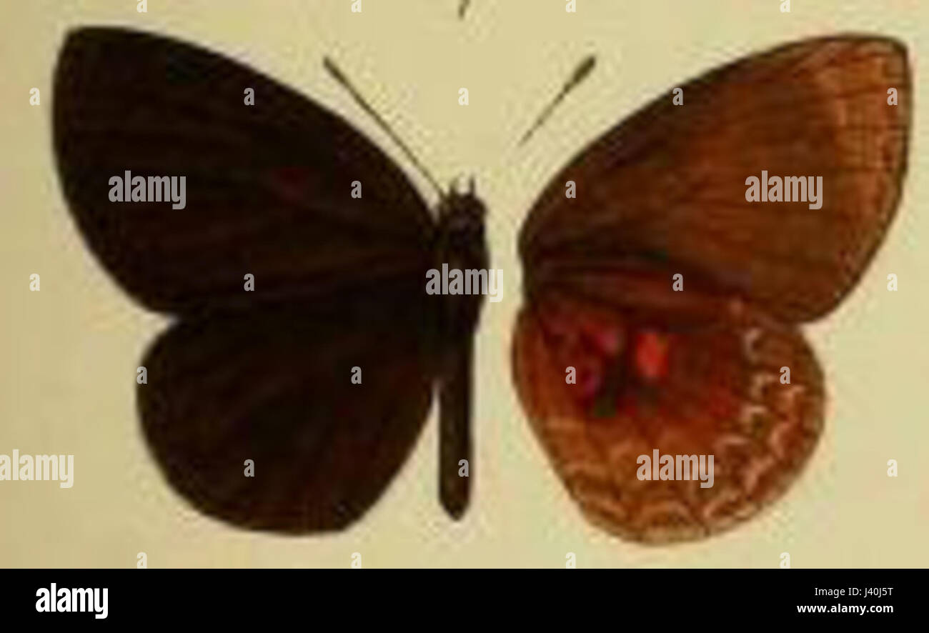 The 'Liptena daemon m' refers to a species of butterfly in the Liptena ...