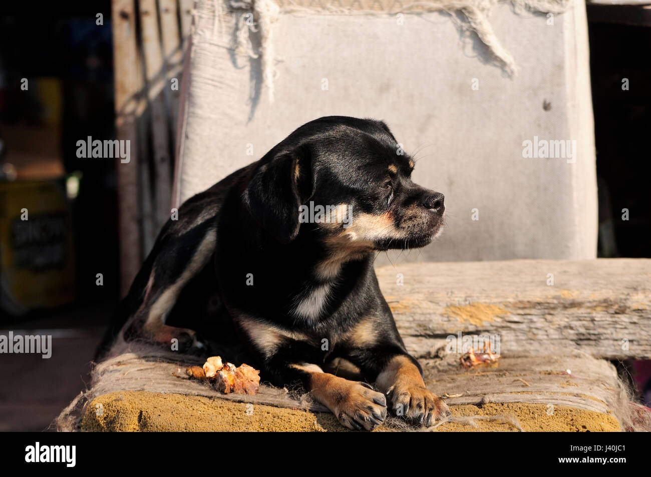 a small black mutt or mixed breed of female dog laying on a weathered ...