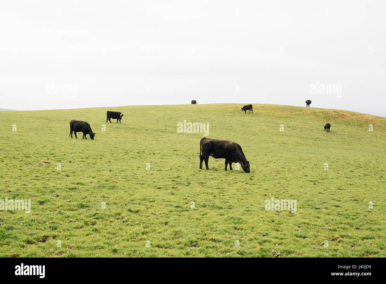 Grazing natural grassland hi-res stock photography and images - Alamy