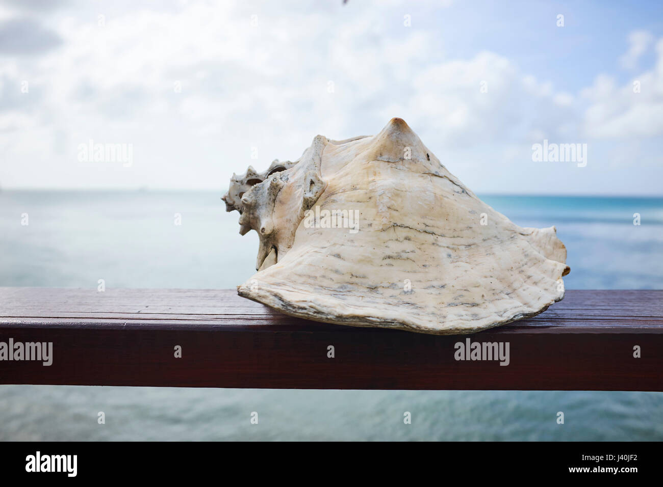 Lesser antilles conch hi-res stock photography and images - Alamy