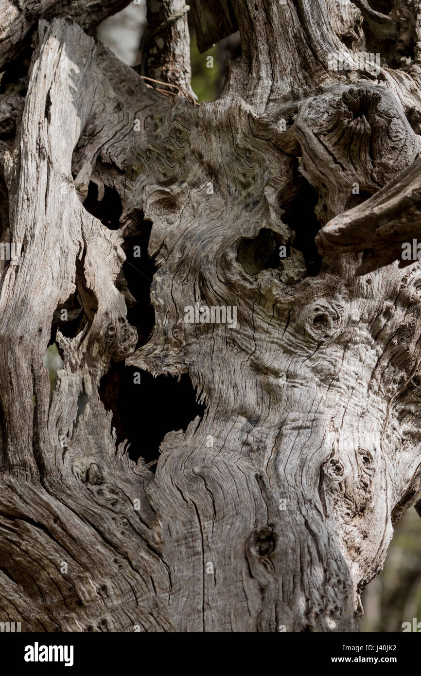 Arbre; souche; Dryade; andropomorphie; bois; foret,Tree; strain; Dryad ...