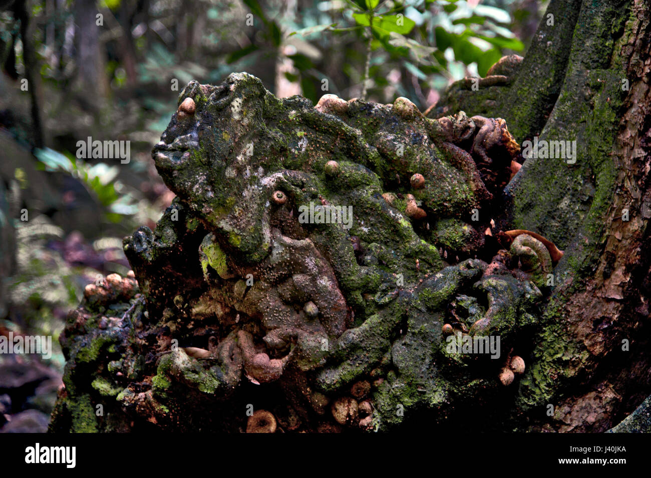 Arbre; souche; Dryade; andropomorphie; bois; foret,Tree; strain; Dryad ...