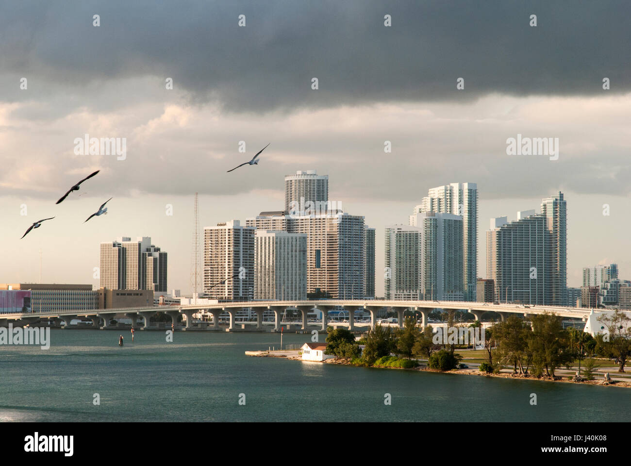 Seagulls flying under the heavy dark clouds in Miami downtown (Florida ...