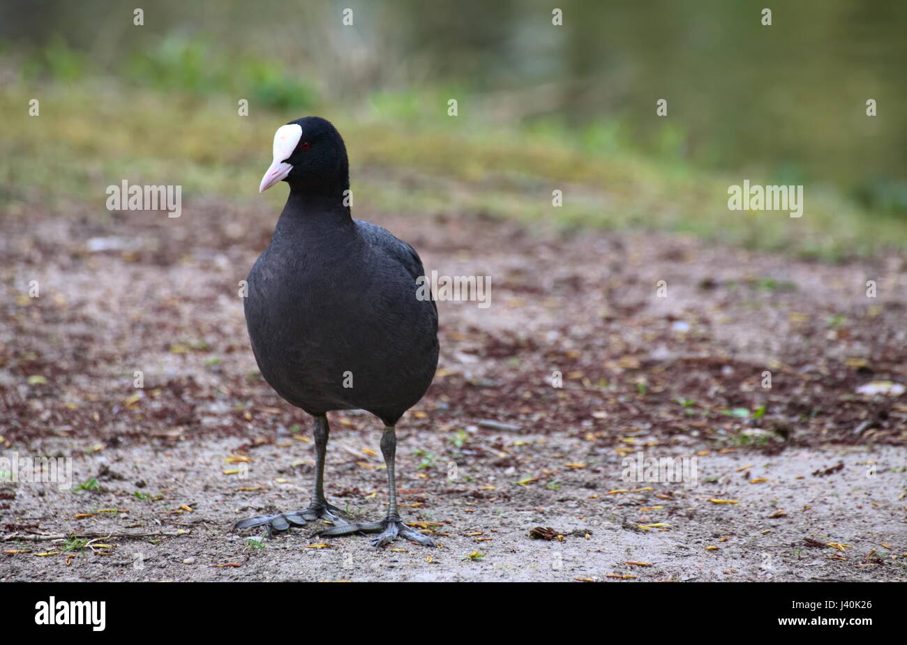Black and white water bird hi-res stock photography and images - Alamy