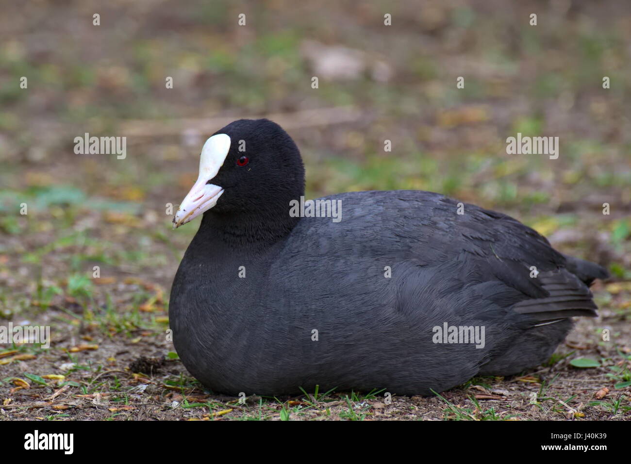 Black and white water bird hi-res stock photography and images - Alamy