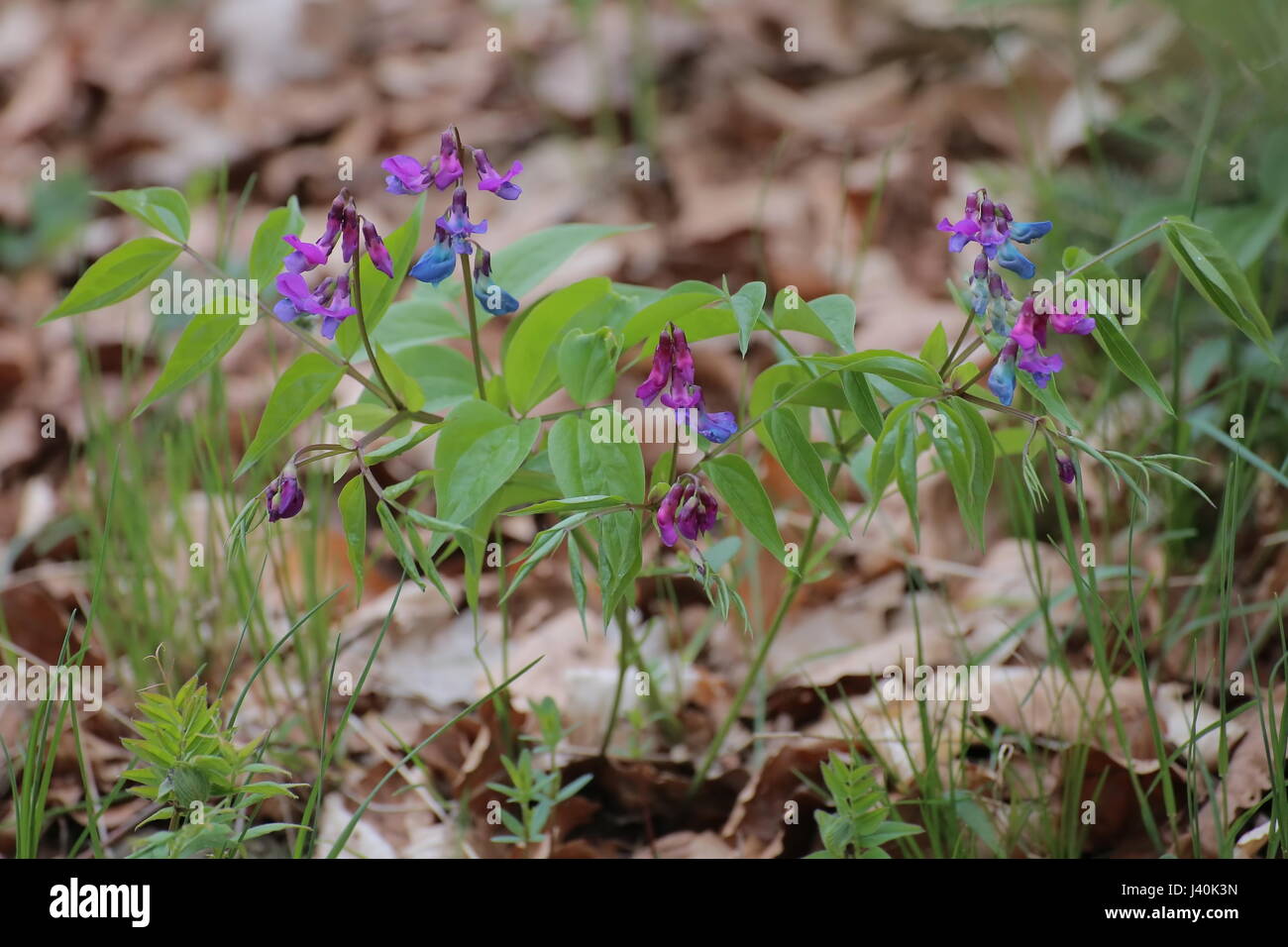 Lathyrus vernus (spring vetchling, spring pea, or spring vetch Stock ...