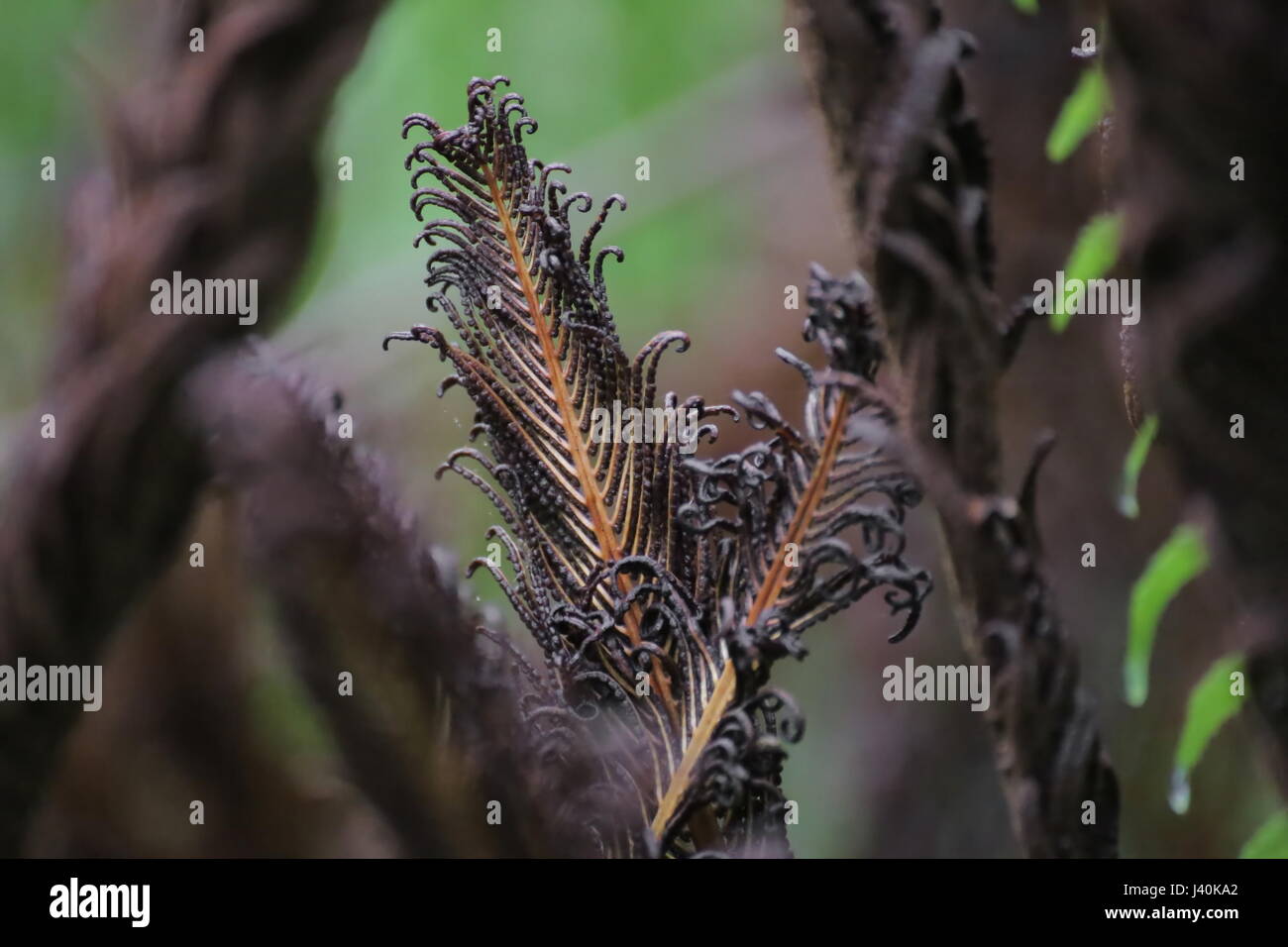 Matteuccia struthiopteris (common name is ostrich fern), brown, spur ...