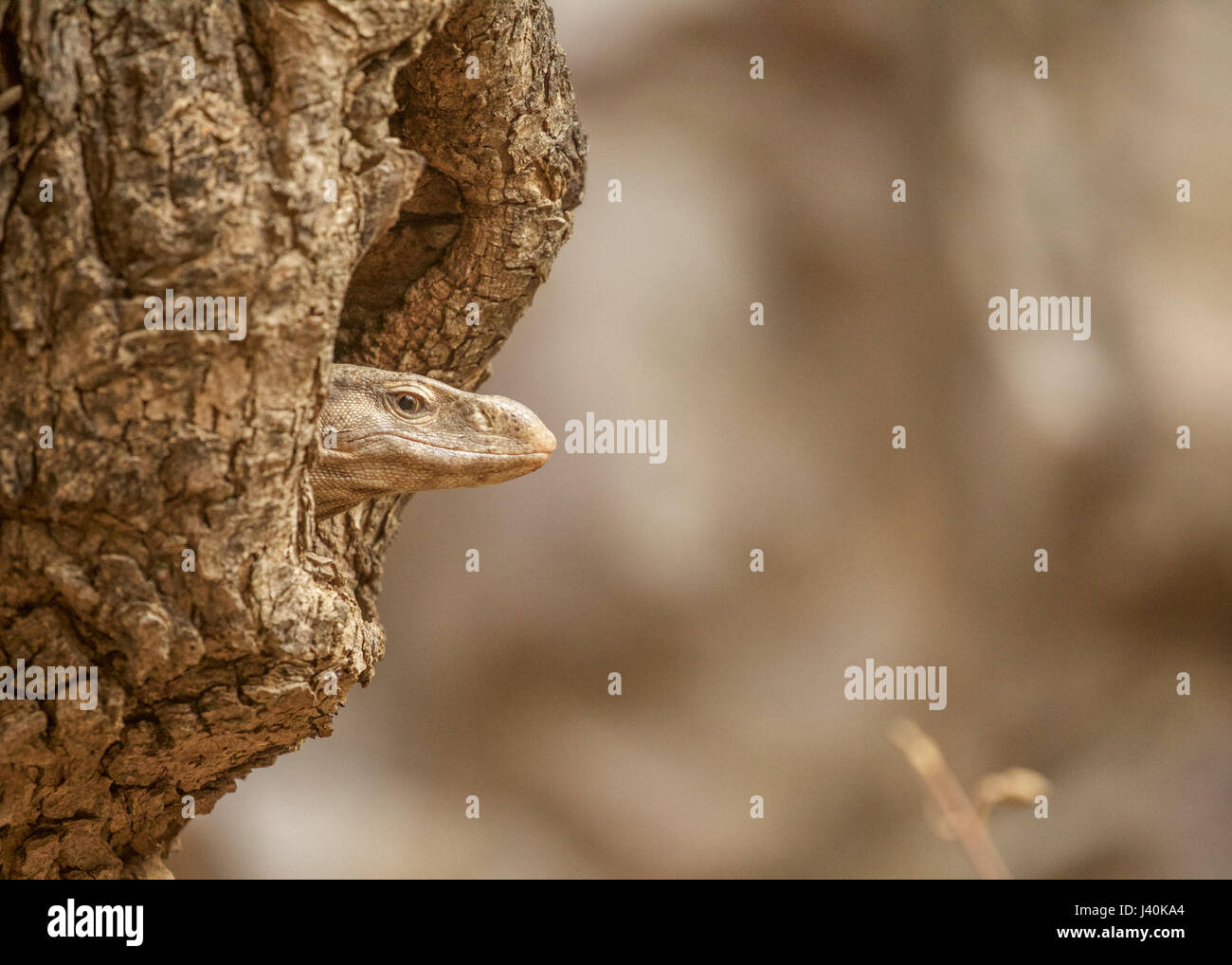 Monitor lizard(Varanus) peeking out from a tree, ranthambore national ...