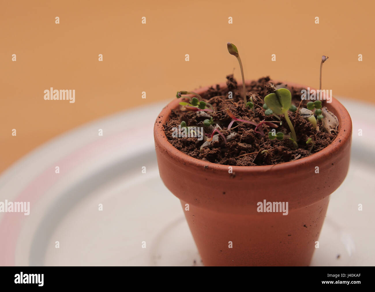 Macro of various flower sprouts in a small pot Stock Photo - Alamy