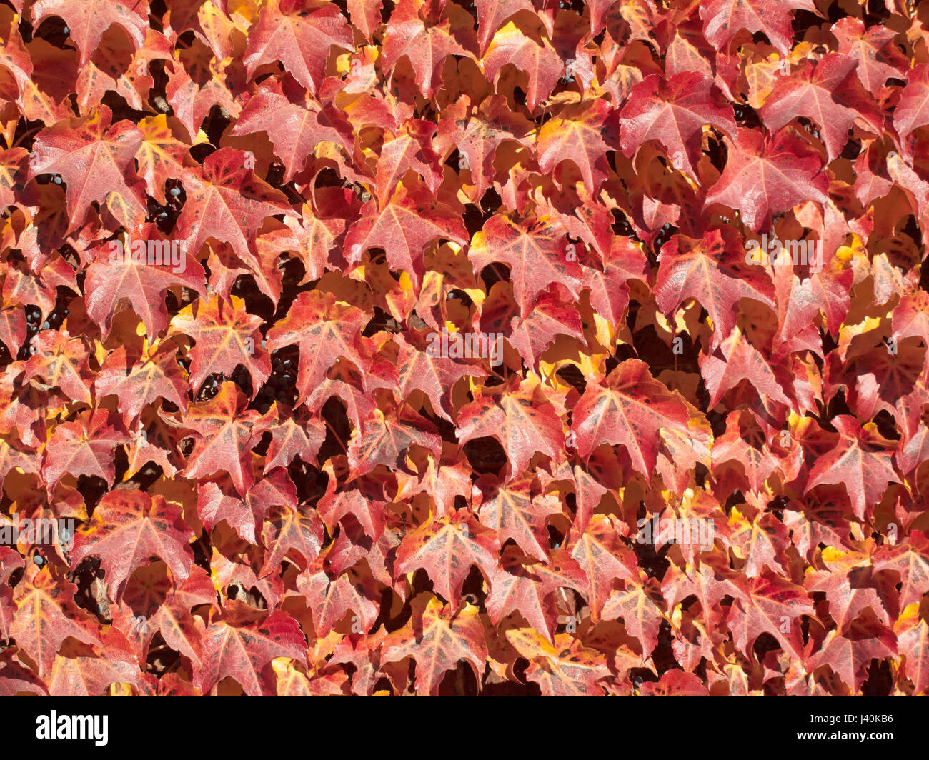 Red leaves pattern Stock Photo - Alamy