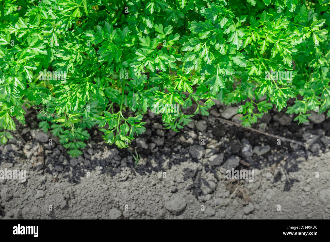 Top view of fresh parsley growing on the ground in the garden Stock ...