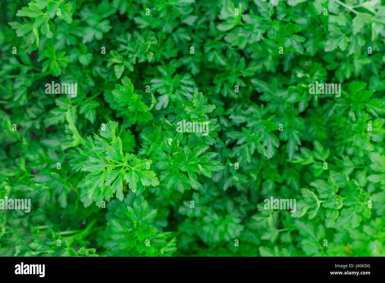 Top view of fresh parsley growing on the ground in the garden ...