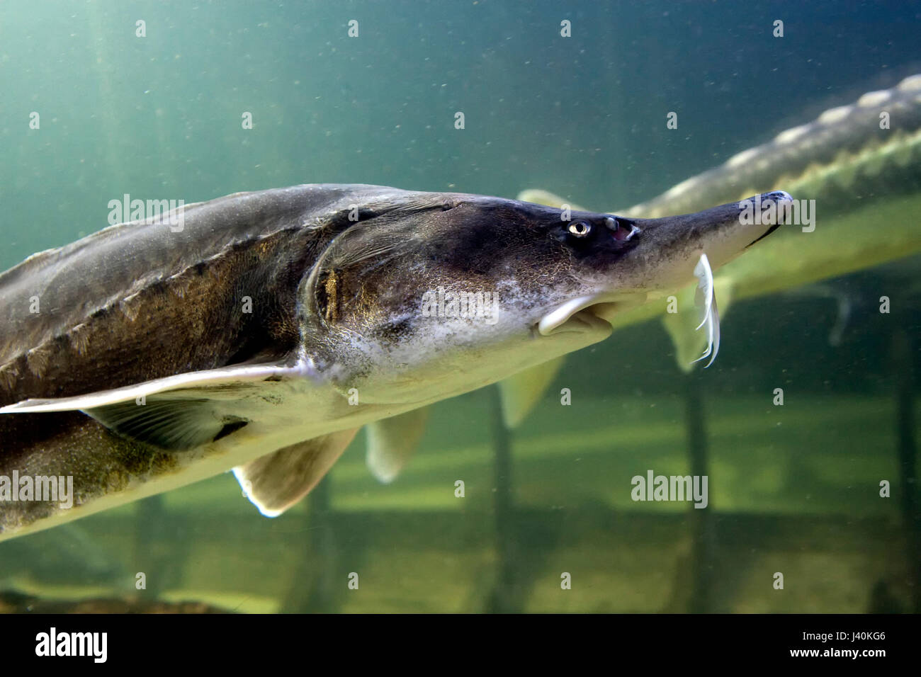closeup sea sturgeons head on natural background Stock Photo - Alamy