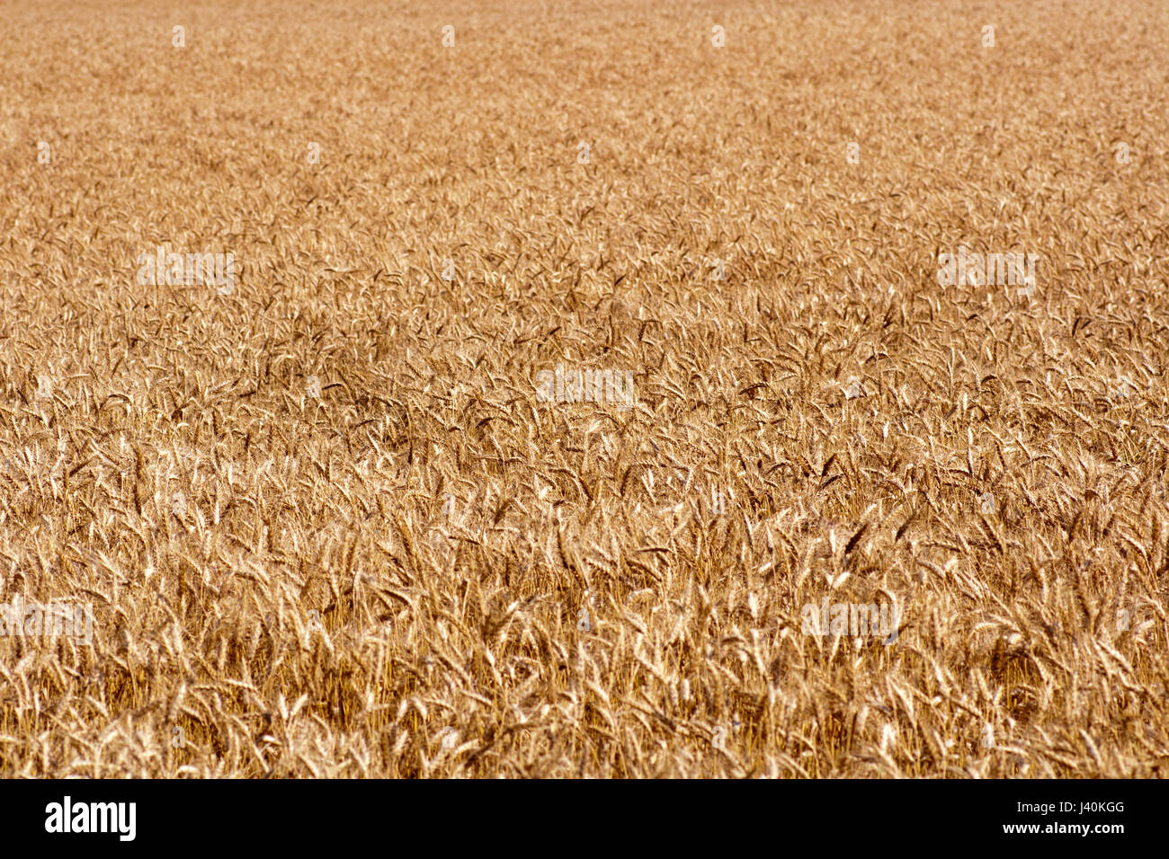 golden dry wheat field texture Stock Photo - Alamy