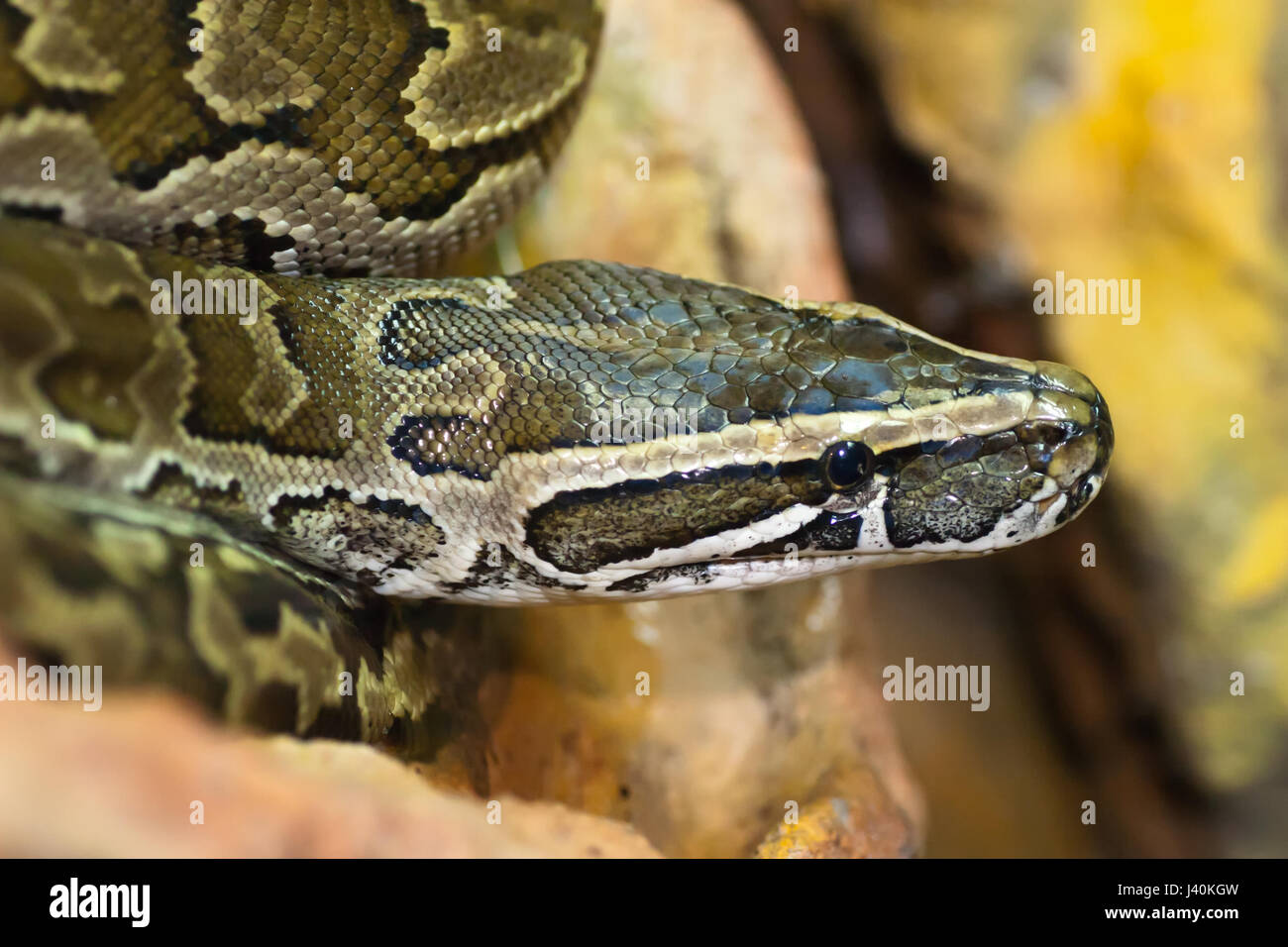 Yellow backgrund hi-res stock photography and images - Alamy