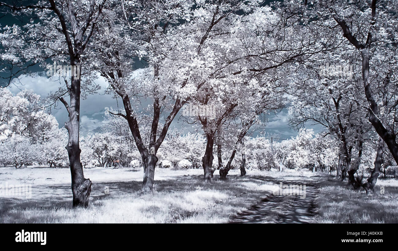 infrared photography width trees landscape Stock Photo - Alamy