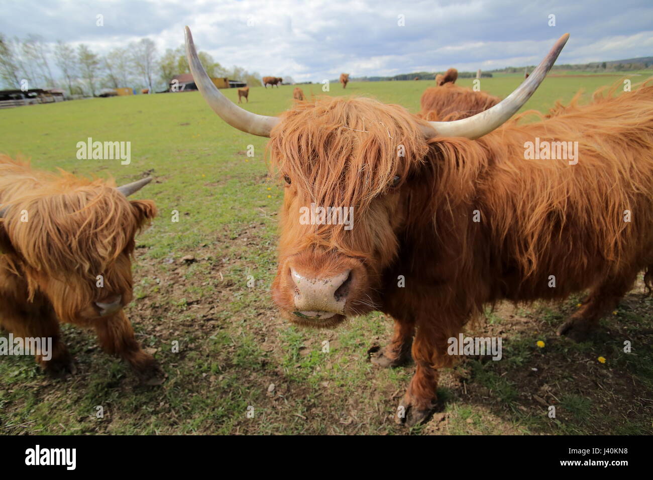 Wide angle shot of a highland cow Stock Photo - Alamy