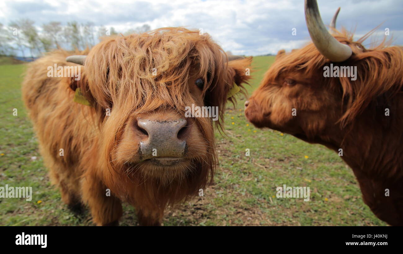 Wide angle shot of a highland cow Stock Photo - Alamy
