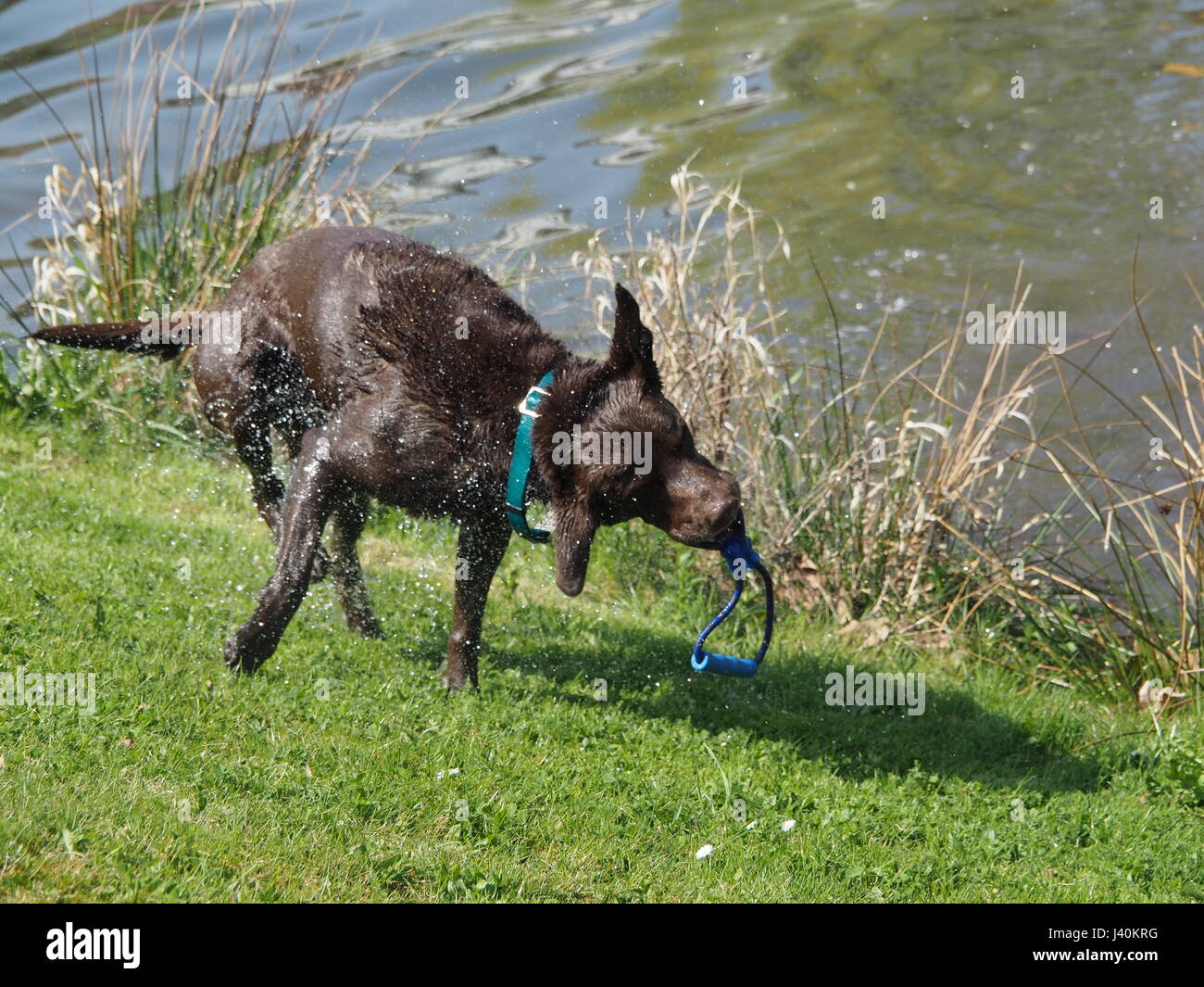 labrador retriever dog playing with a ball Stock Photo - Alamy