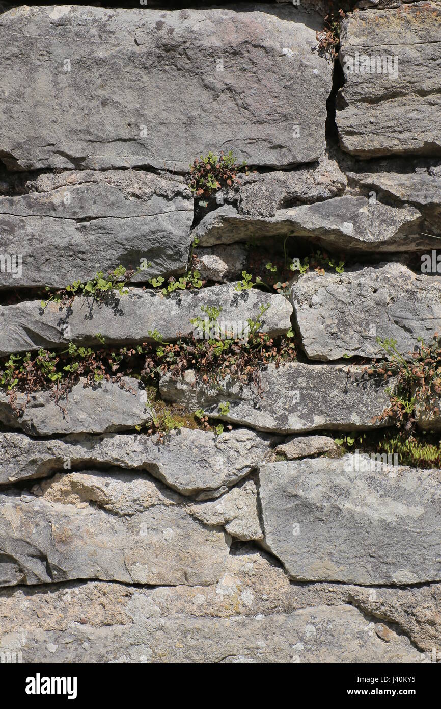 Fieldstone wall with various different wild plants Stock Photo - Alamy