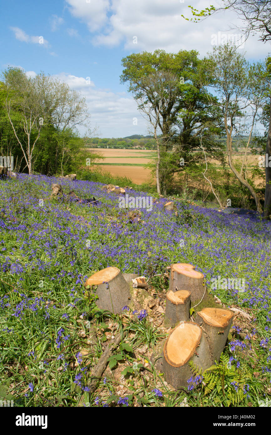 Bluebells, Hyacinthoides non-scripta, in cut Sweet Chestnut coppice ...