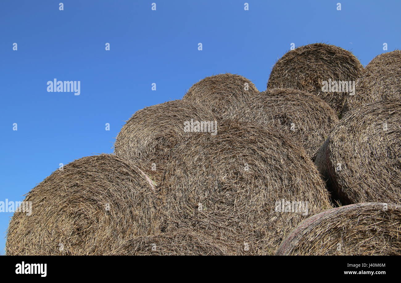 Image of heap of hay bales with a blue sky Stock Photo - Alamy