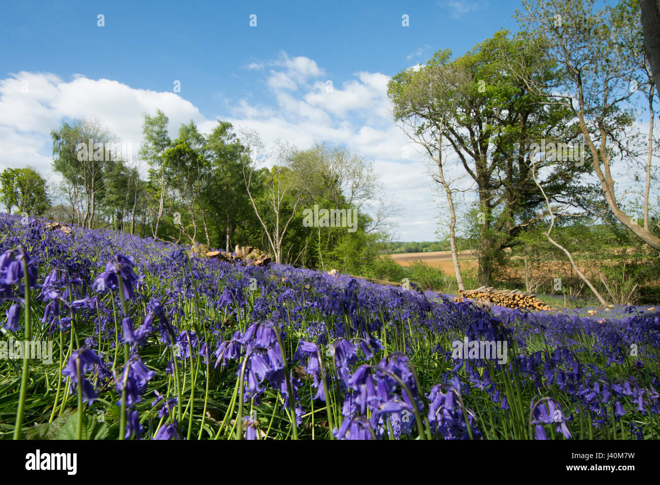 Sweet chestnut coppice hi-res stock photography and images - Alamy