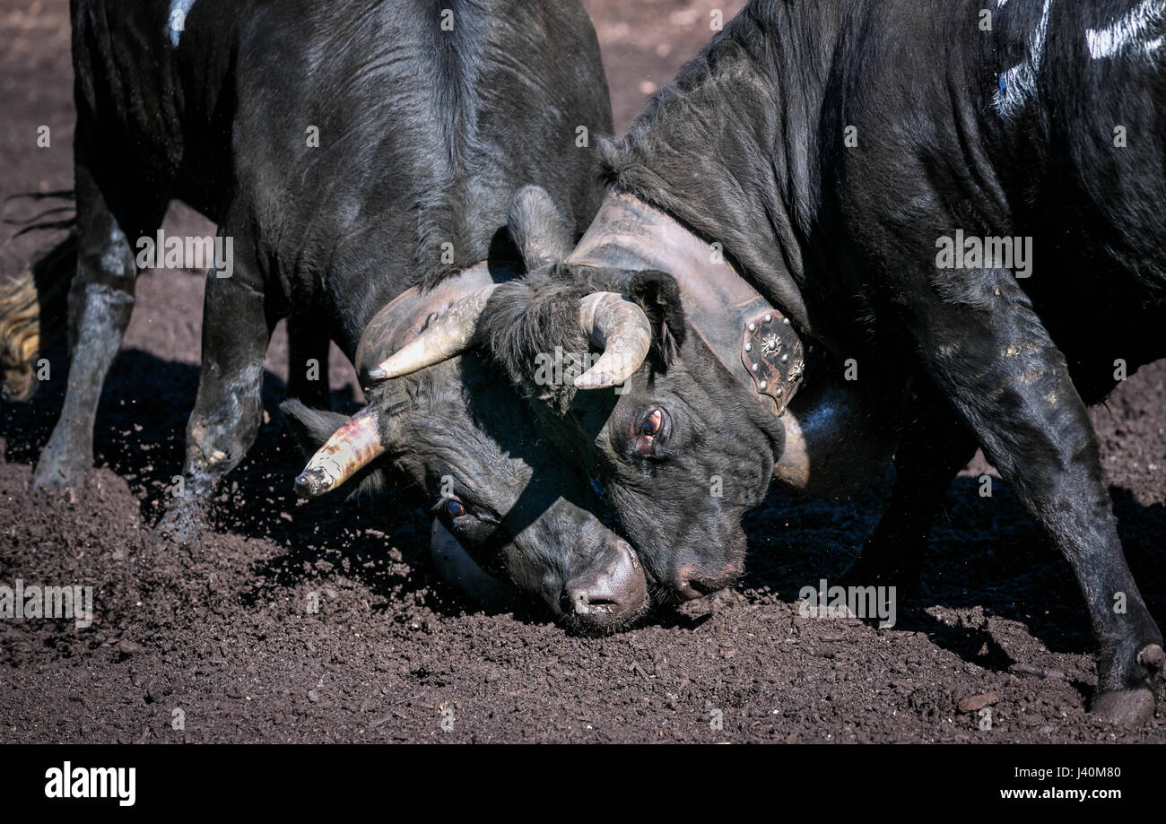 Eringer cows locking horns during a cow fight, tradition, heritage from ...