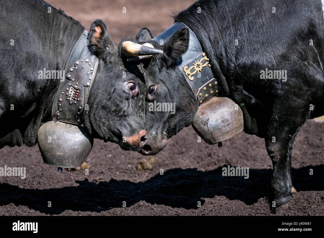 Eringer cows locking horns during a cow fight, tradition, heritage from ...