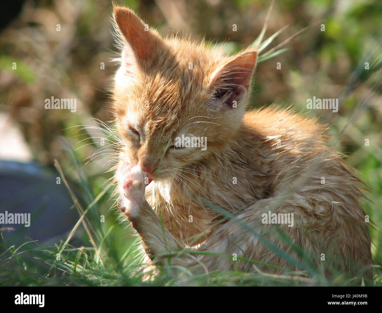 An orange cat cleaning up Stock Photo - Alamy