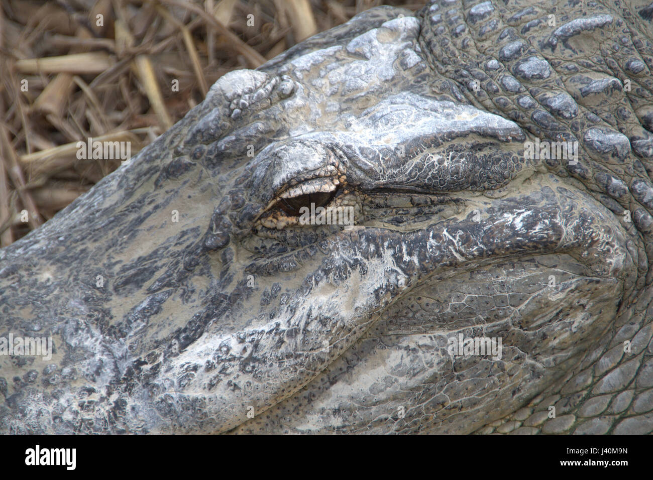 Gator eyes hi-res stock photography and images - Alamy