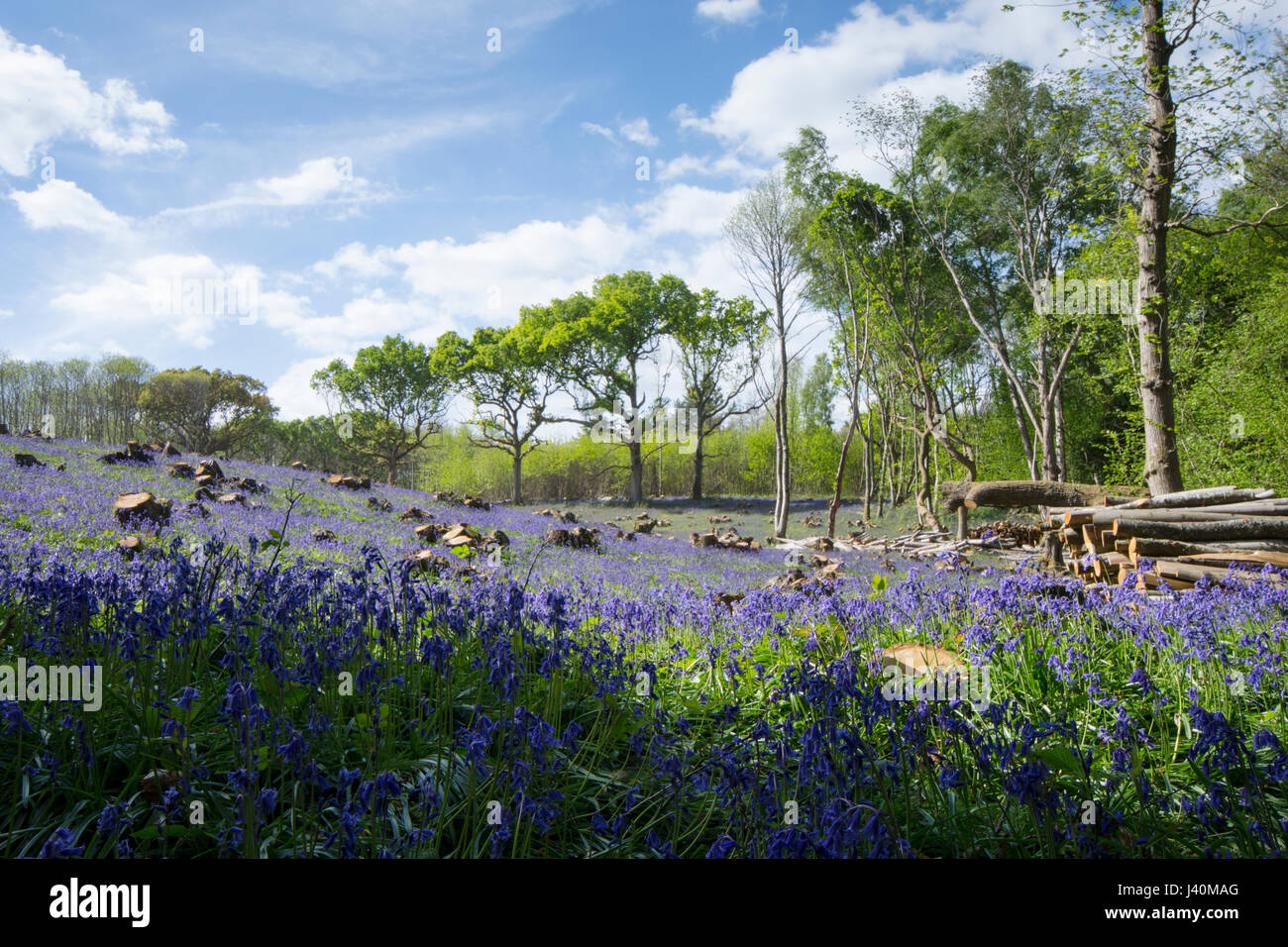 Coppice hi-res stock photography and images - Alamy