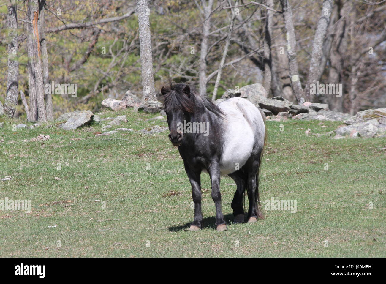 Dark & light gray horse, standing,, in a small enclosed corral in early ...