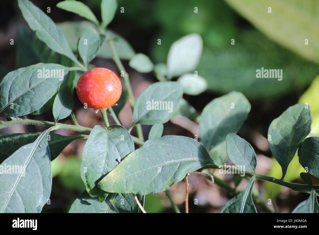 Solanum pseudocapsicum Jerusalem Cherry red orange nightshade berries ...