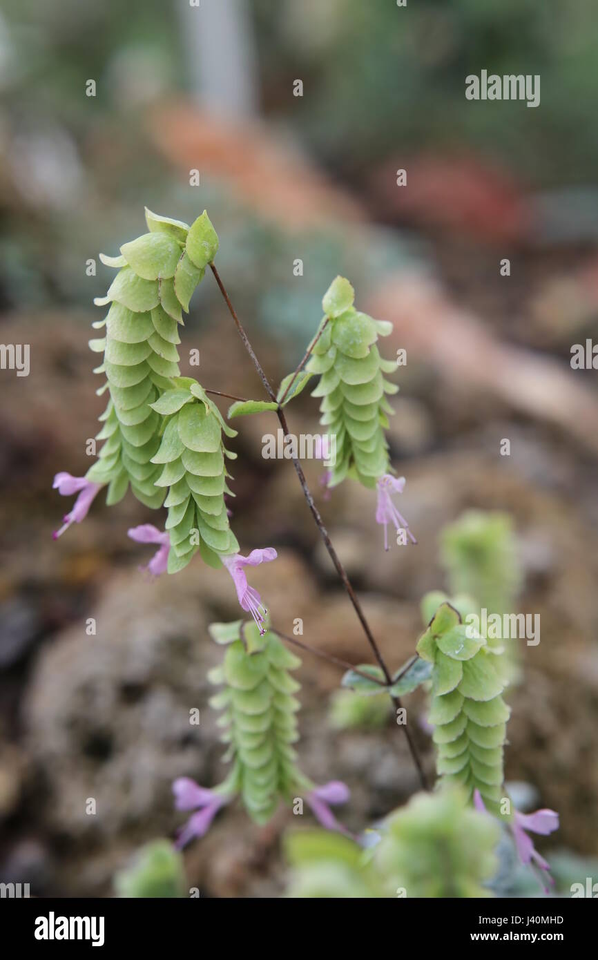 Origanum dictamnus (dittany of Crete) with blossoms Stock Photo - Alamy