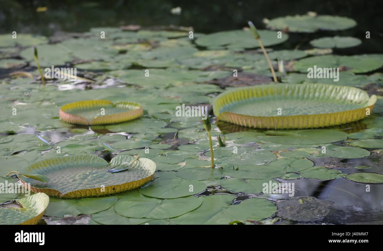 Cruziana hi-res stock photography and images - Alamy