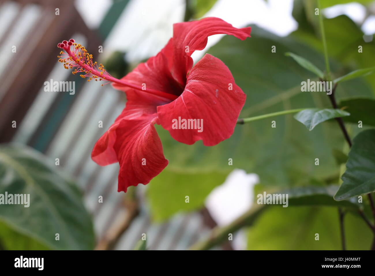 Hibiscus rosa-sinensis, known commonly as Chinese hibiscus Stock Photo ...
