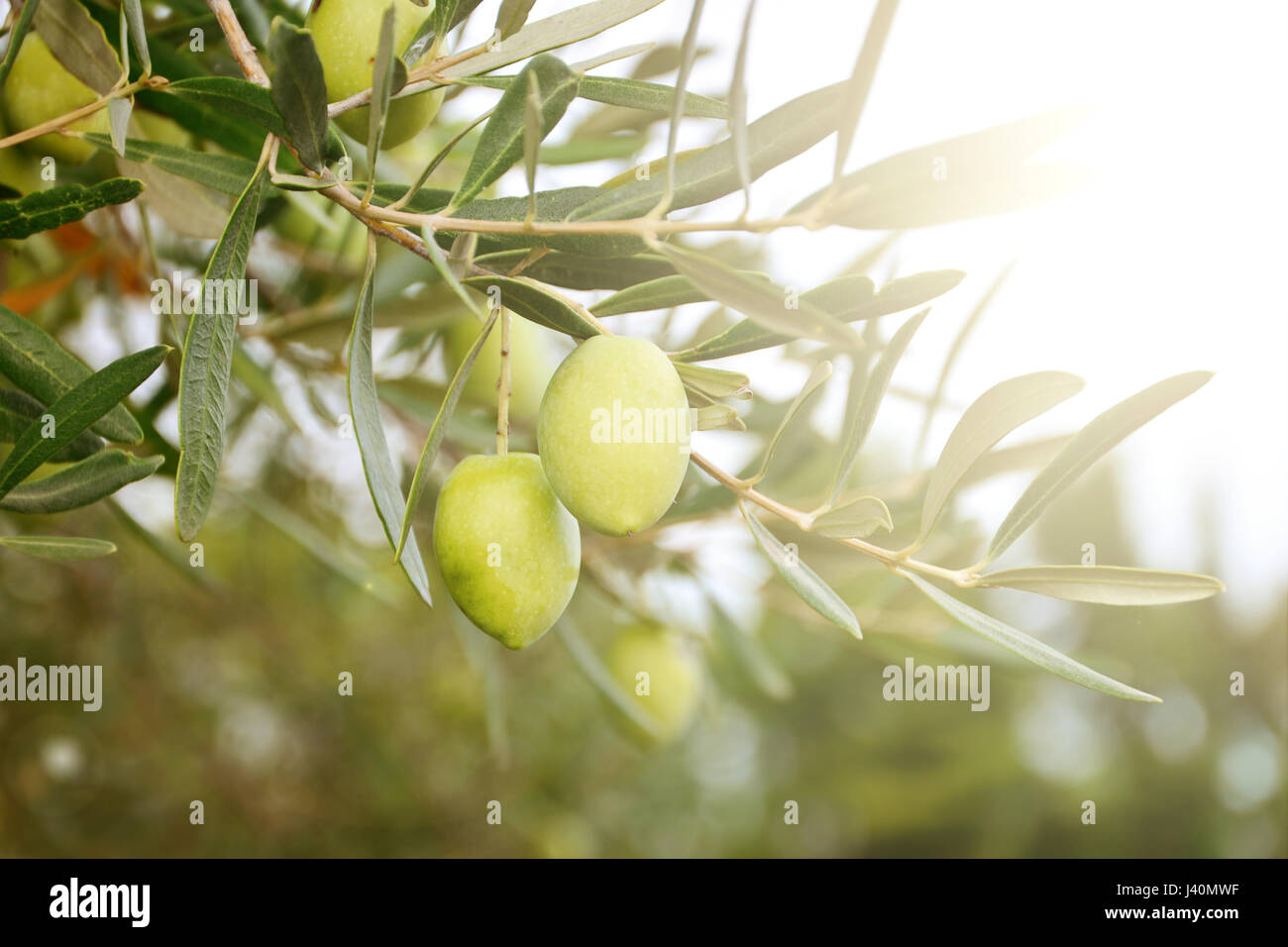 Greek antique agriculture hi-res stock photography and images - Alamy