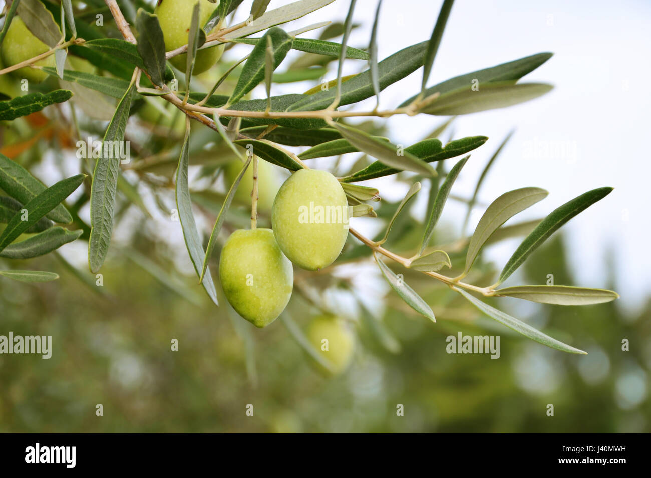 Greek ripe olives on olive tree in autumn closeup Stock Photo - Alamy